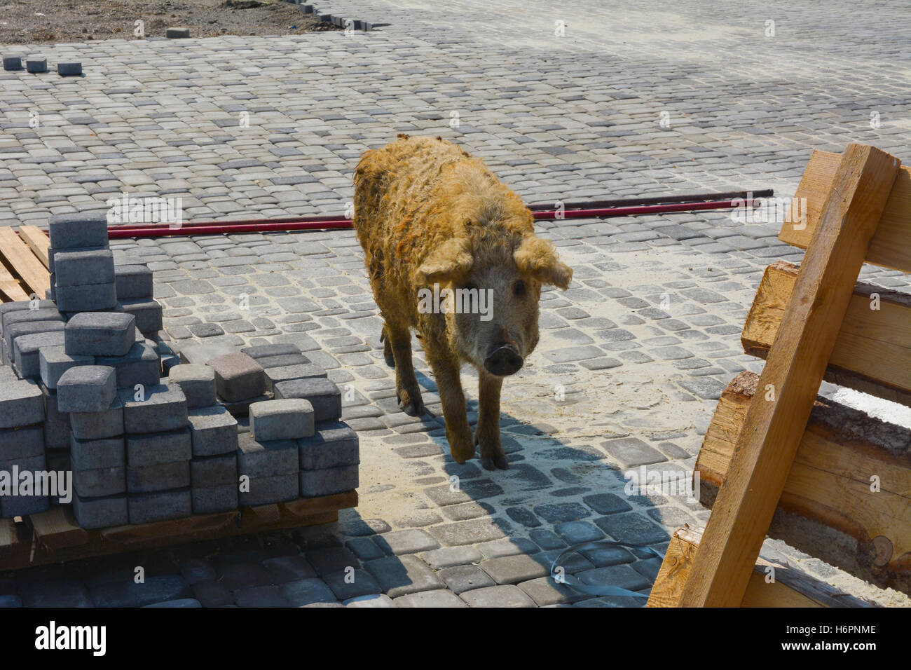 Domestic pig with an unusual coat and appearance Stock Photo - Alamy