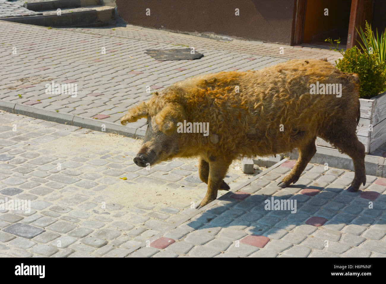 Domestic pig with an unusual coat and appearance Stock Photo - Alamy