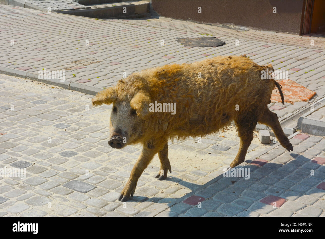 Domestic pig with an unusual coat and appearance Stock Photo - Alamy