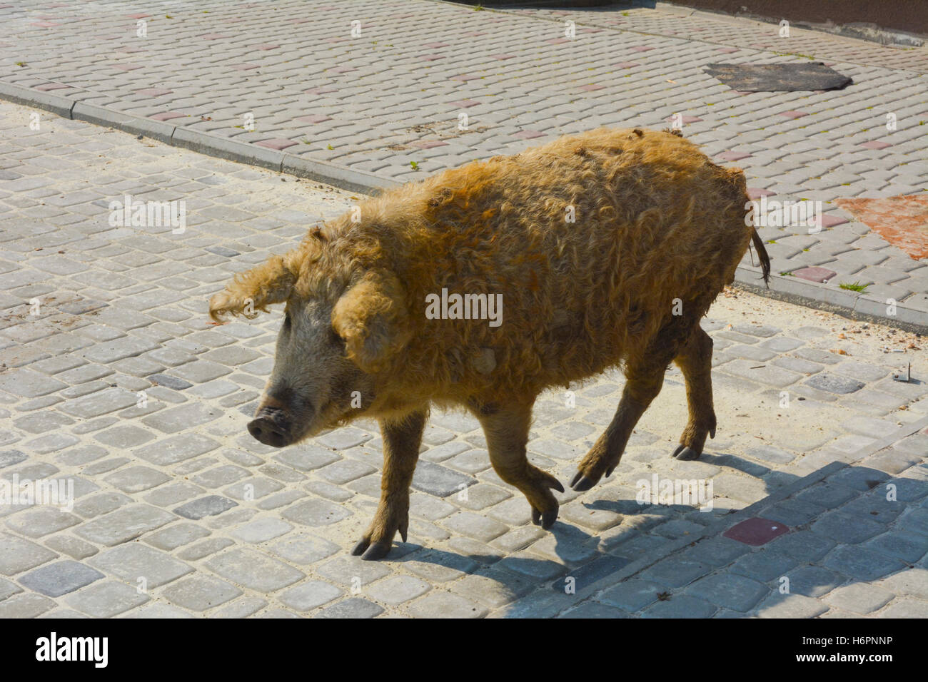 Domestic pig with an unusual coat and appearance Stock Photo - Alamy
