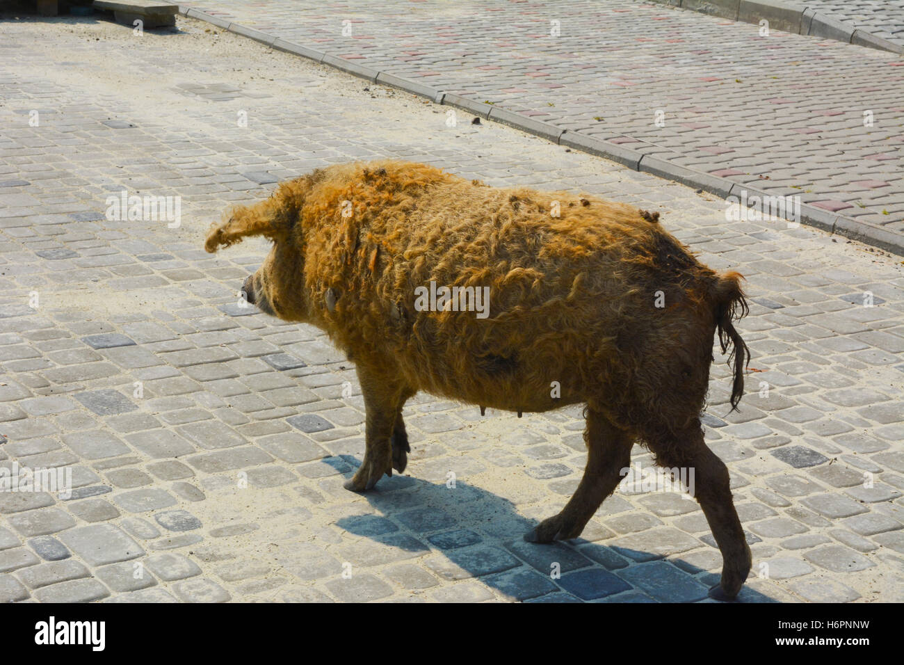 Domestic pig with an unusual coat and appearance Stock Photo - Alamy