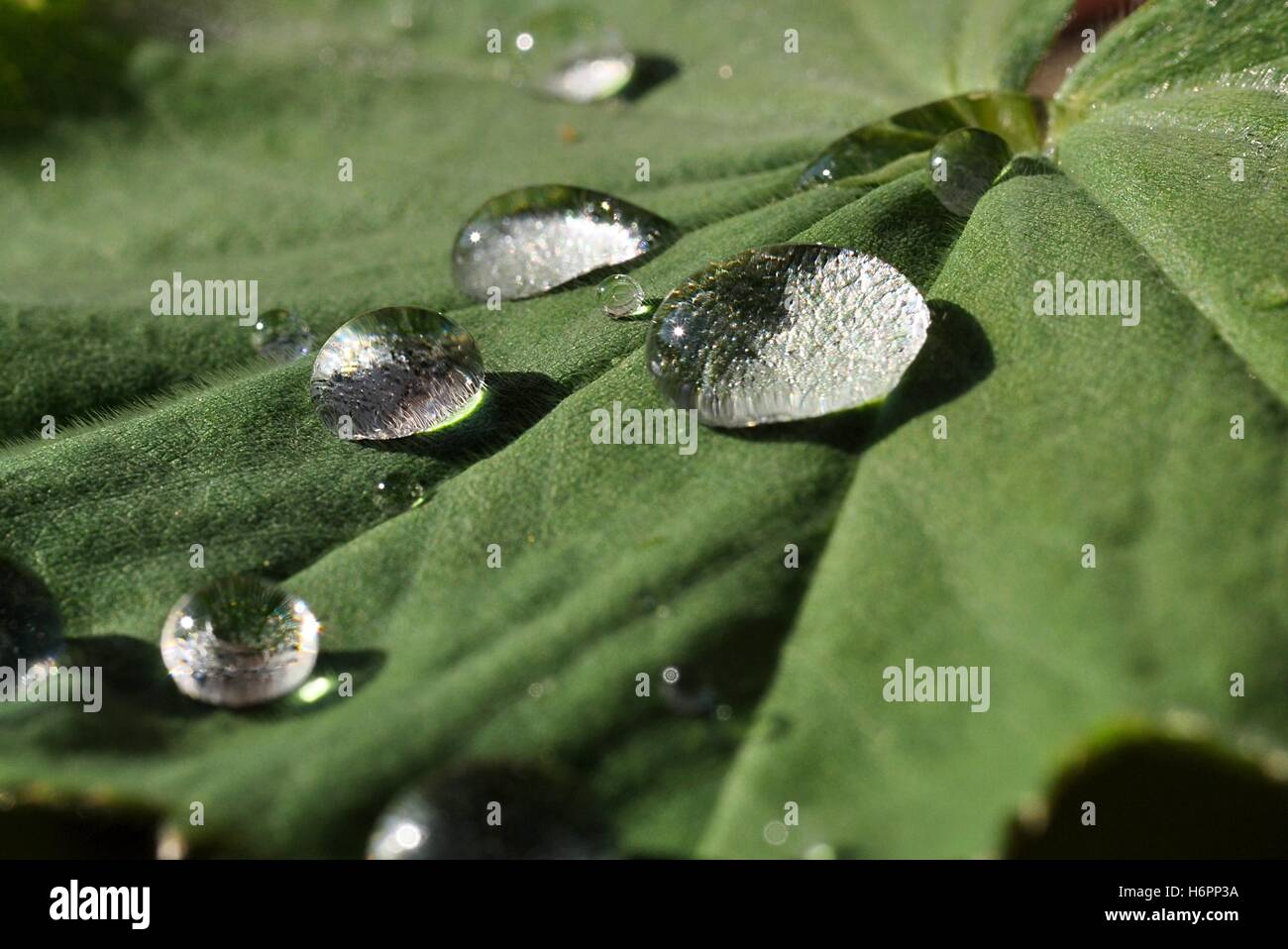 water droplets on a leaf Stock Photo - Alamy
