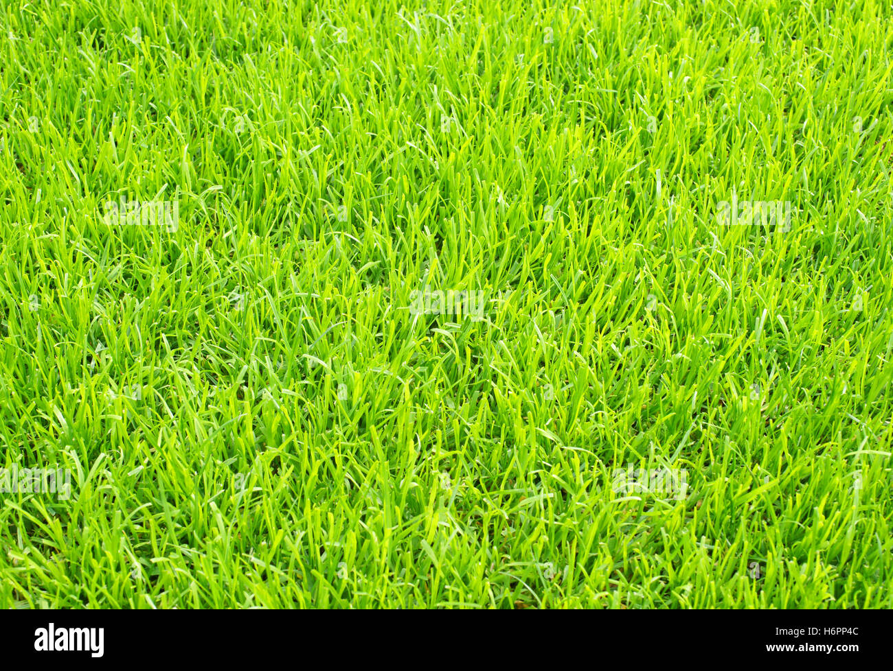 football turf - soccer grass Stock Photo - Alamy