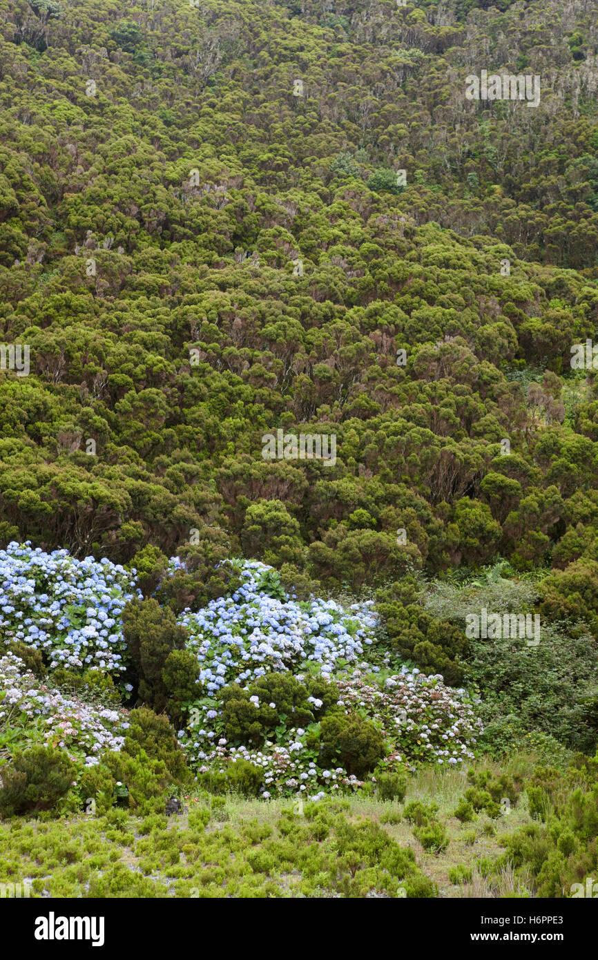 Azores landscape with heather and hydrangeas in Terceira. Portugal ...