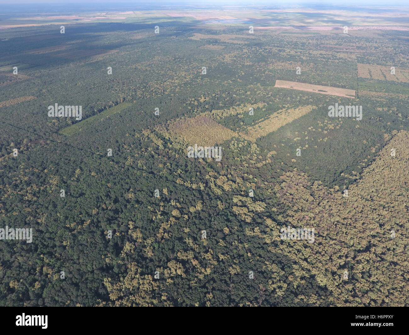 The forest Red forest. Landscape with a bird's eye view Stock Photo - Alamy
