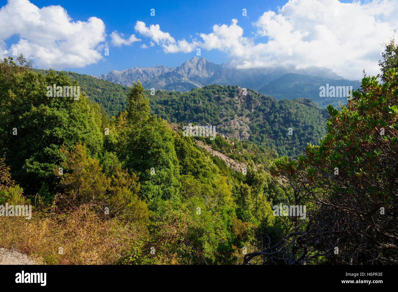 Prunelli hi-res stock photography and images - Alamy