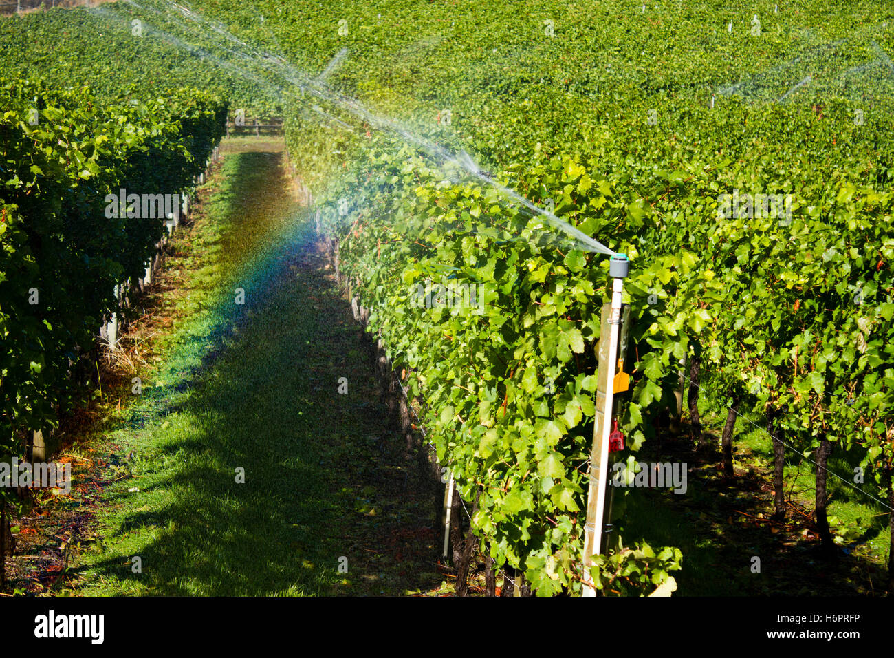 Vineyard Grapes Irrigation High Resolution Stock Photography and Images ...