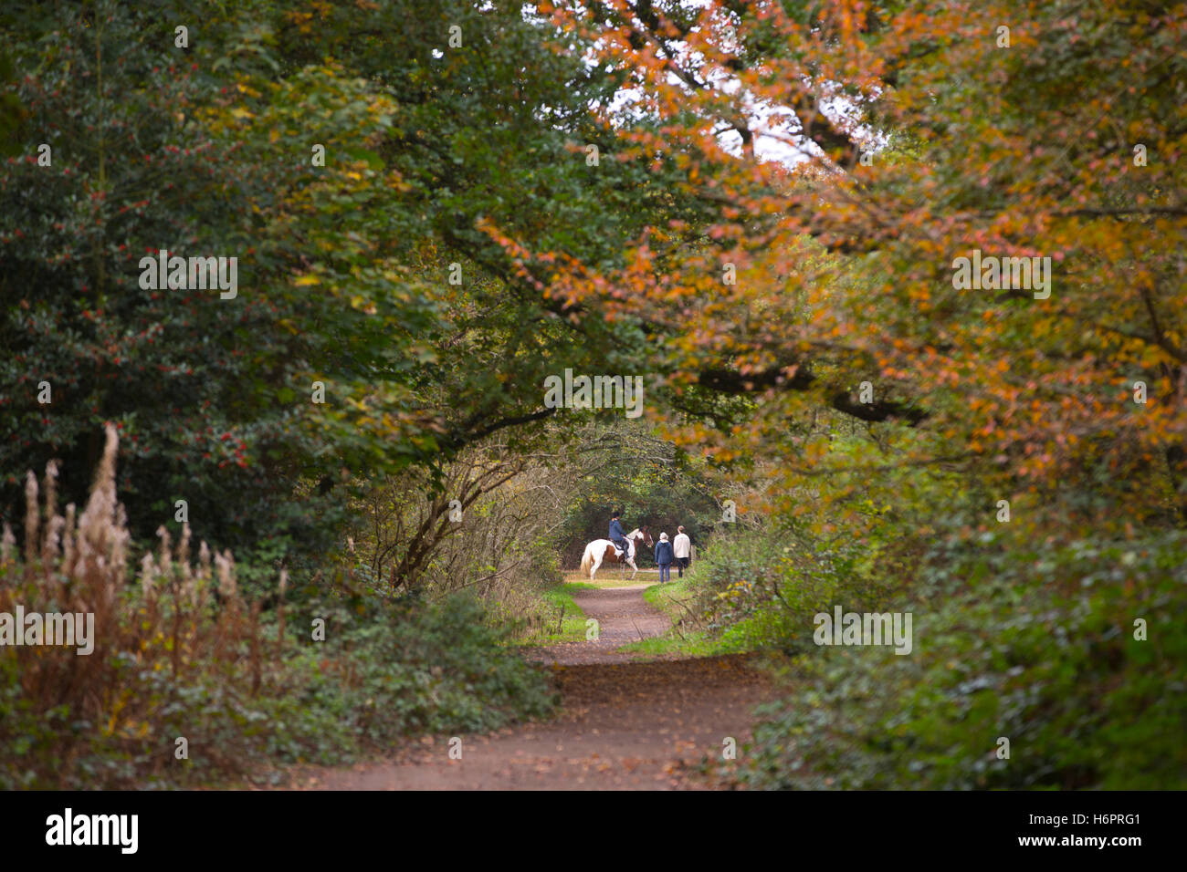 Wimbledon common hi-res stock photography and images - Alamy