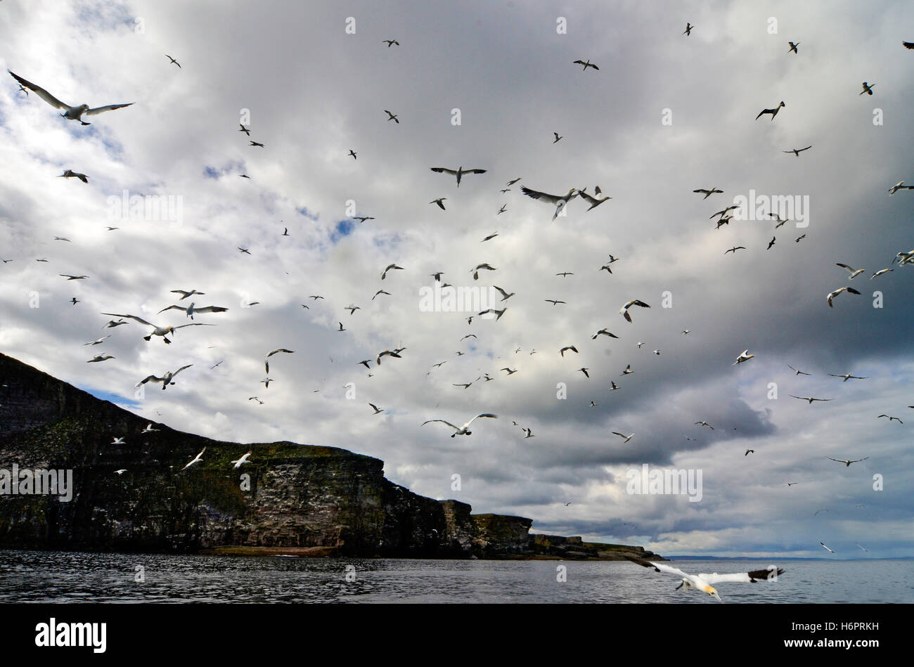 Shetland seabird colony boat hi-res stock photography and images - Alamy