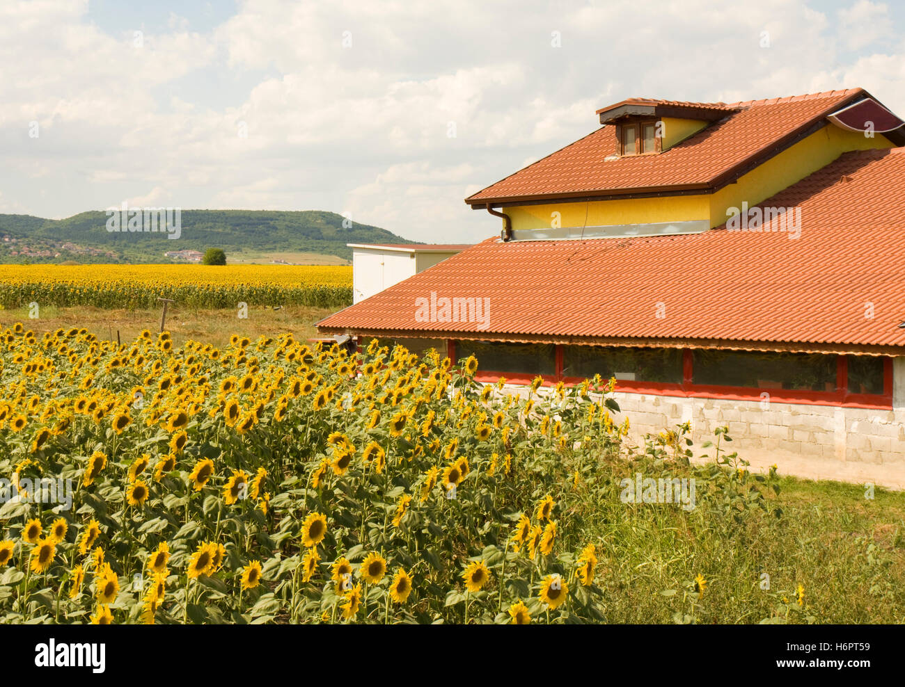 House with sunflowers Stock Photo - Alamy