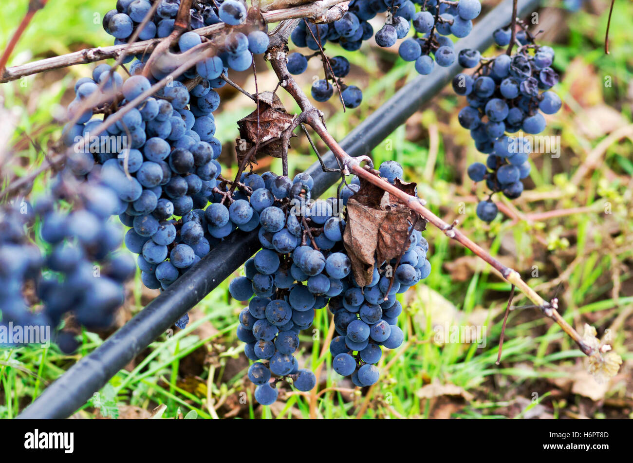 Vine watering system hi-res stock photography and images - Alamy
