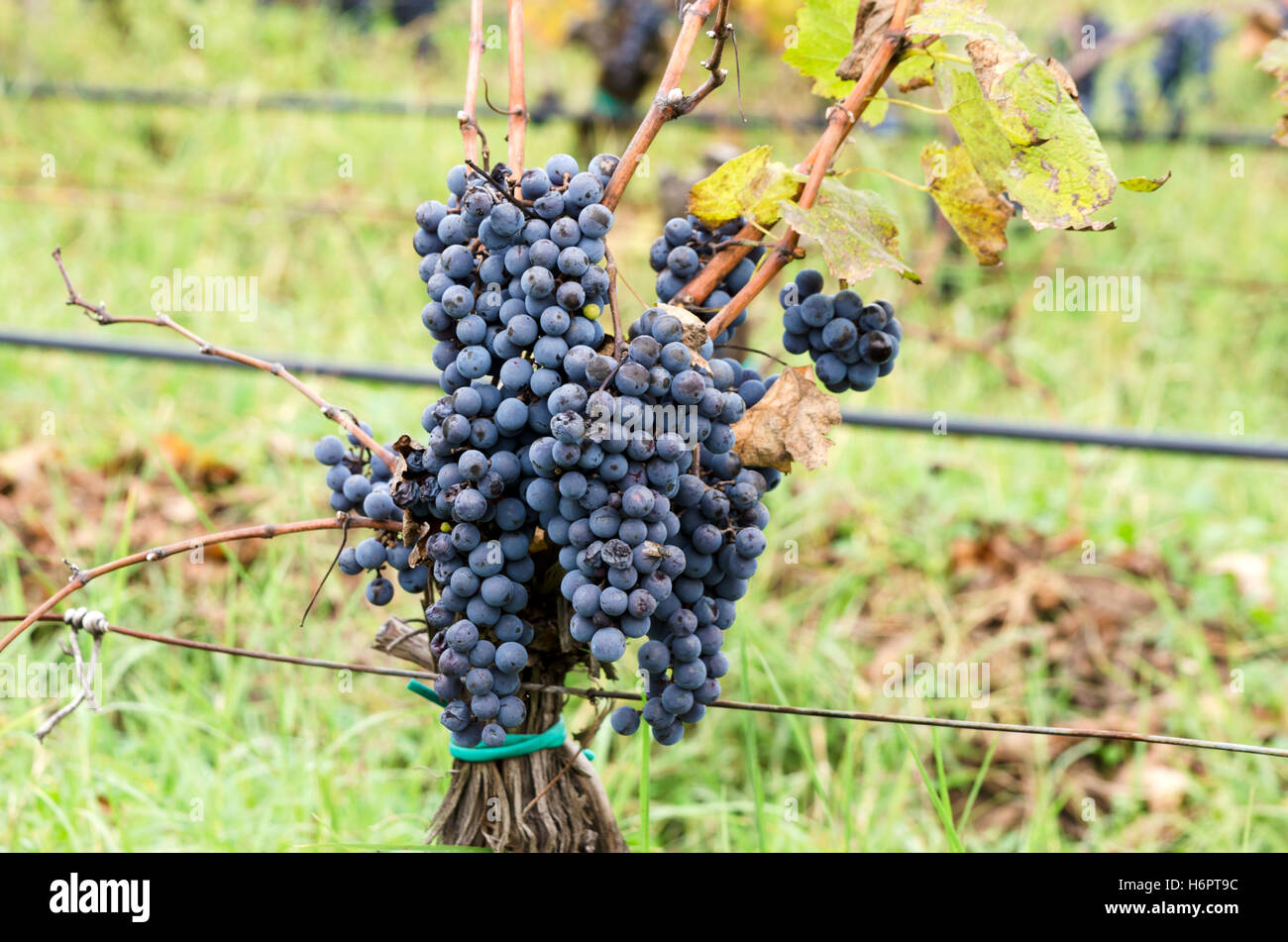 Rotten grapes vine hi-res stock photography and images - Alamy