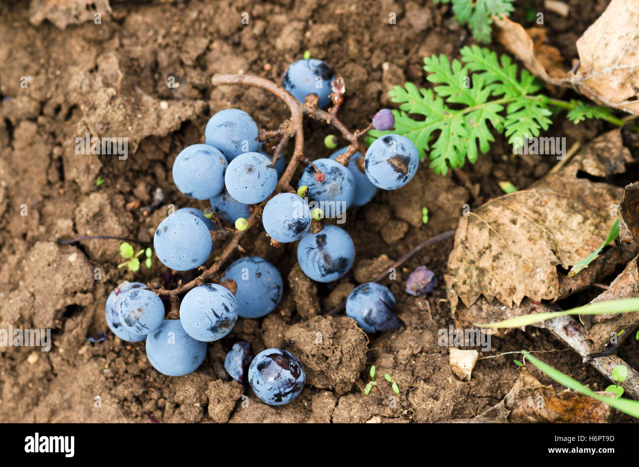 Grapes on the ground hi-res stock photography and images - Alamy