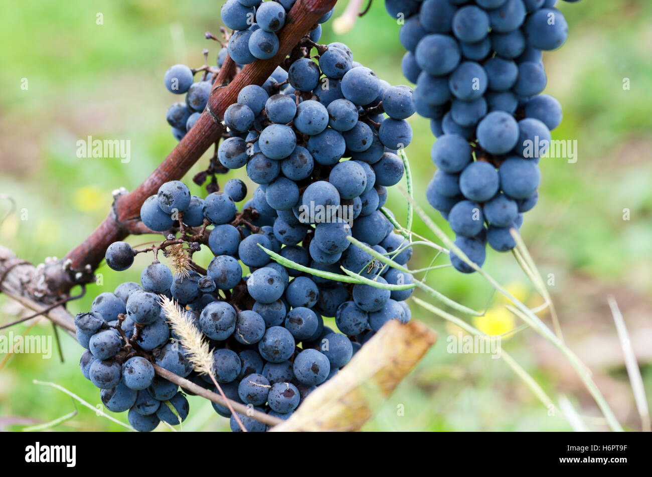 Grapes on vine and grass Stock Photo - Alamy