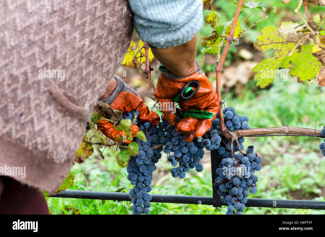 Labor in a vineyard Stock Photo - Alamy