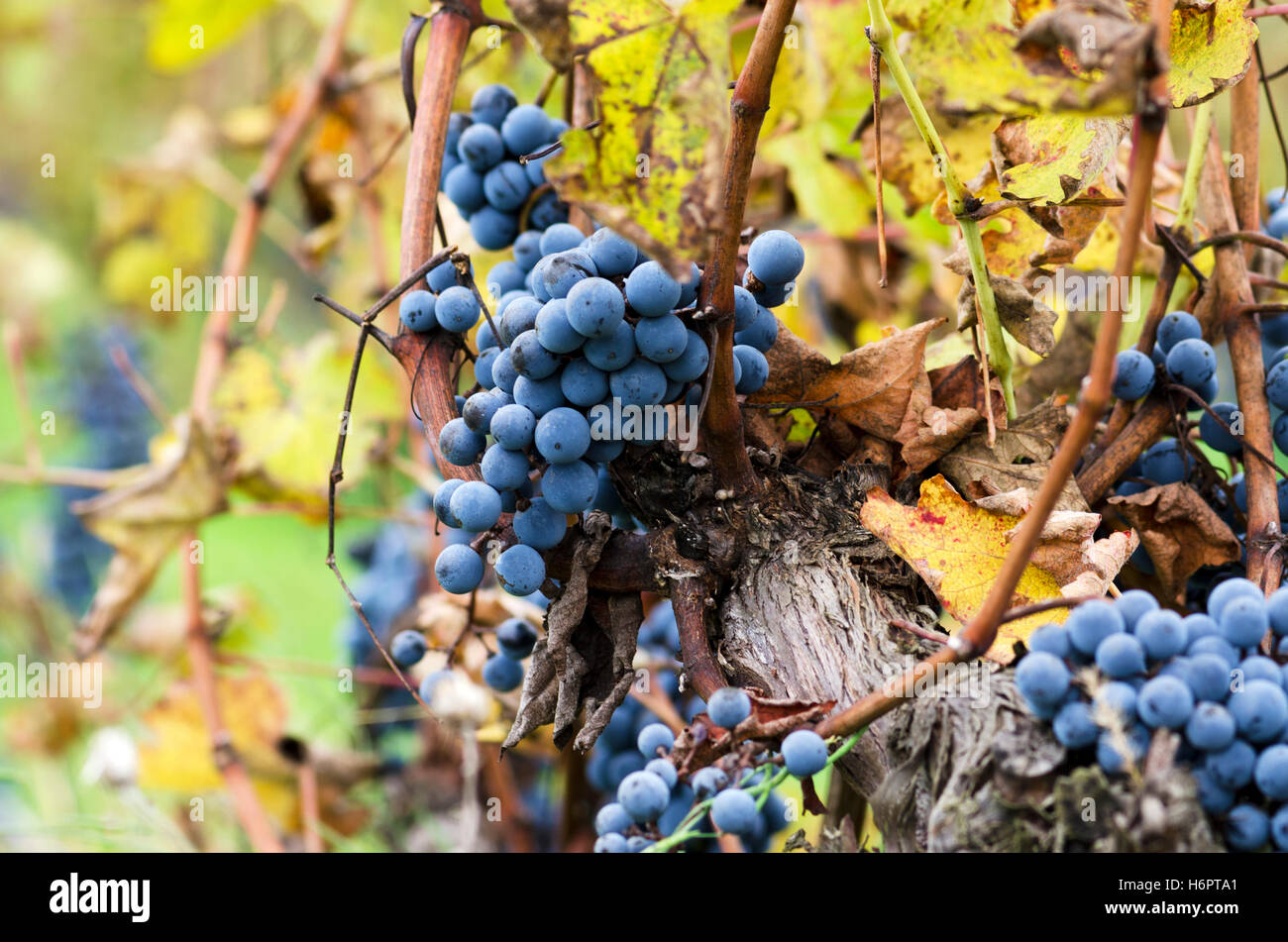 Merlot cluster on a vine Stock Photo - Alamy