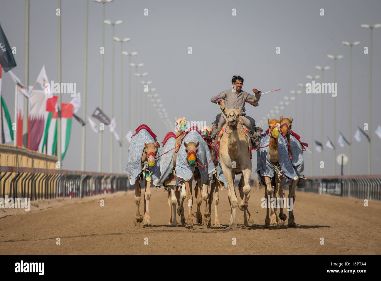 Camel racing in uae hi-res stock photography and images - Alamy