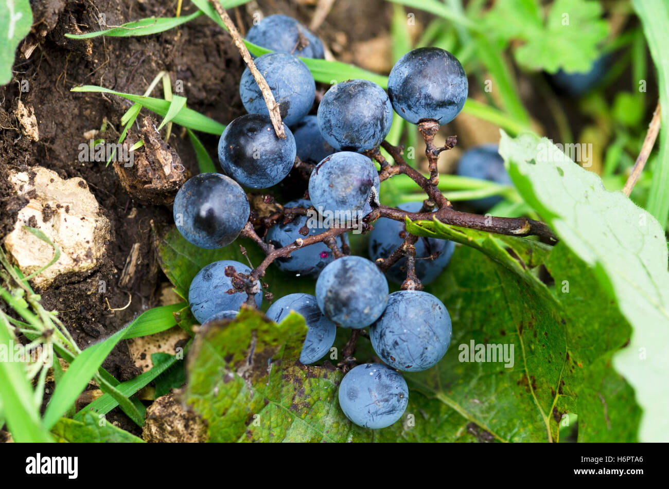 Grapes on the ground hi-res stock photography and images - Alamy
