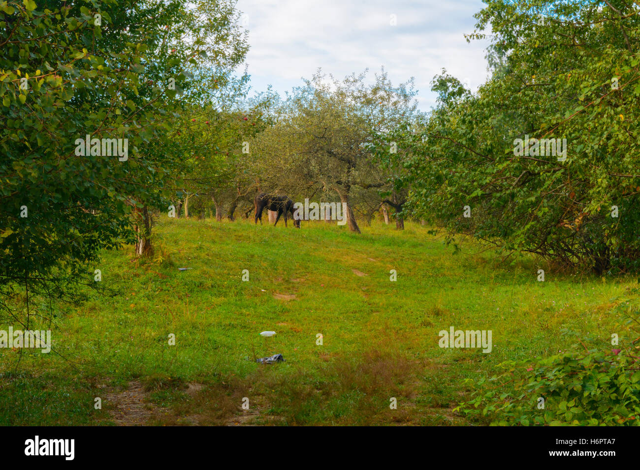 The landscape of fields and mountains in western Ukraine Stock Photo - Alamy