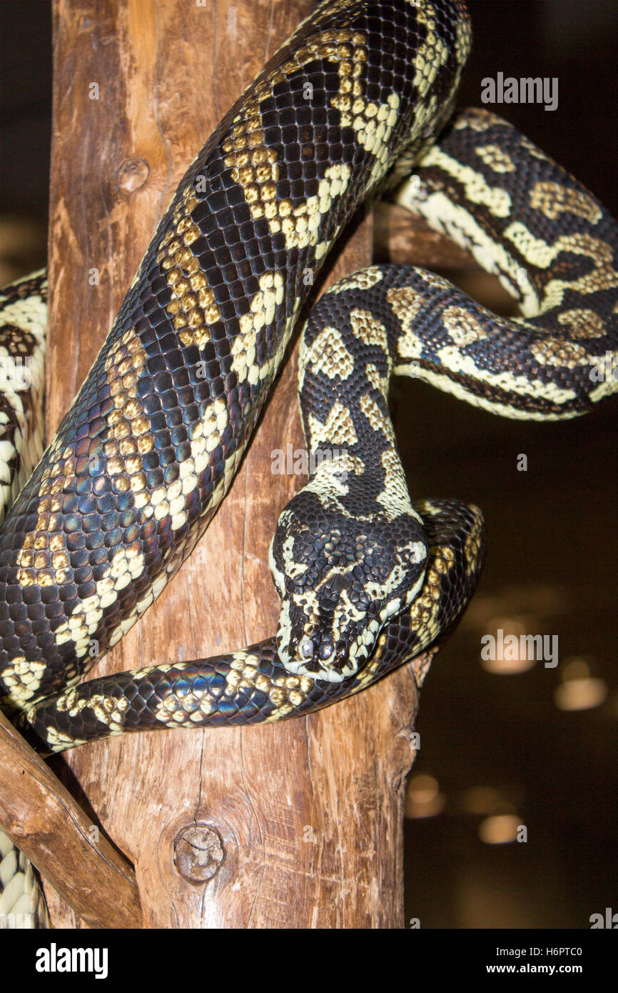Constrictor snake on tree pole Stock Photo - Alamy
