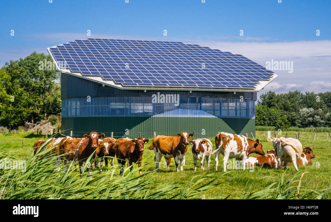 Germany, Schleswig-Holstein, Dithmarschen, solar cowshed at Süderdeich ...