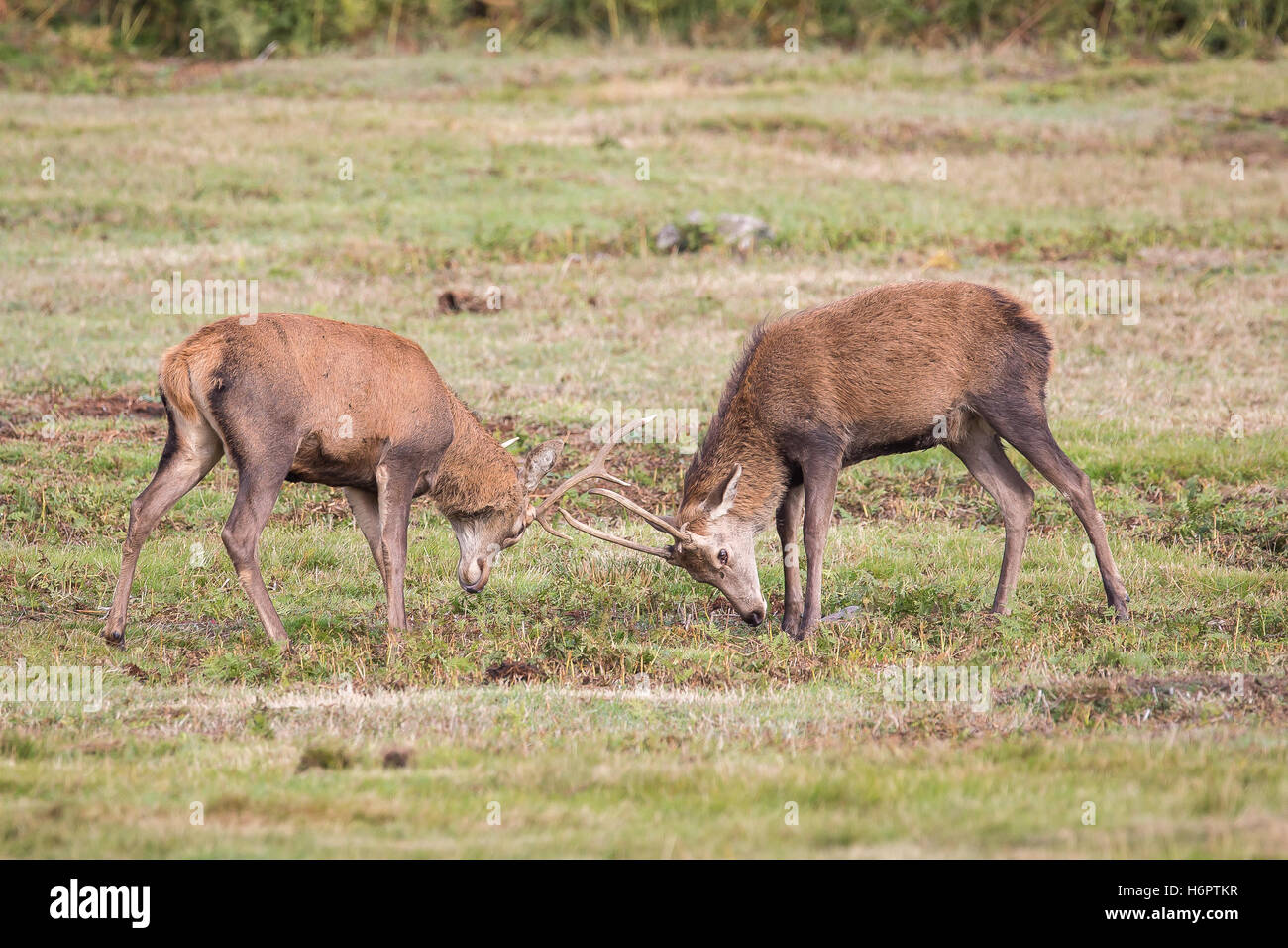 Manged trees hi-res stock photography and images - Alamy