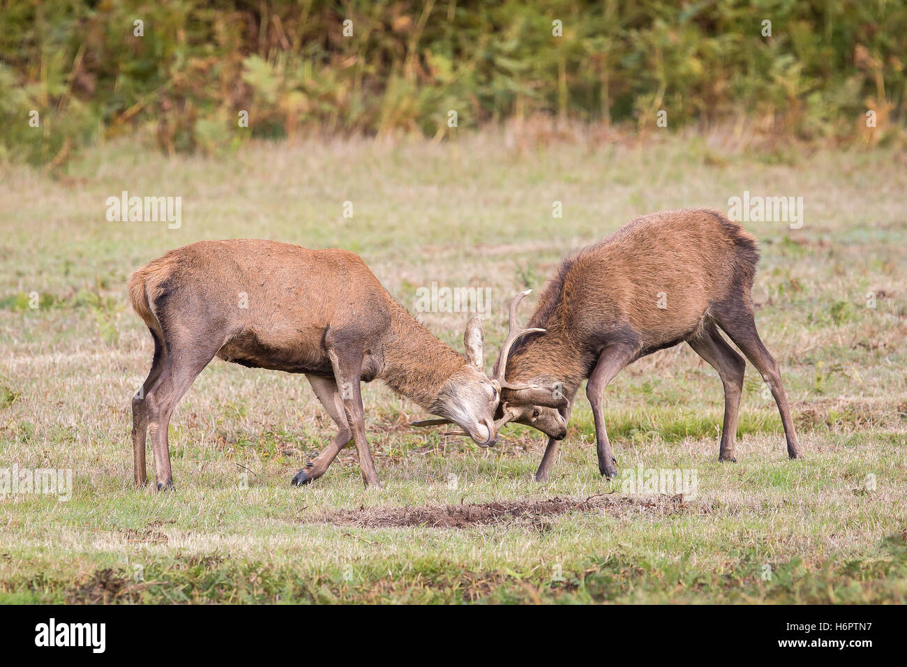 Manged trees hi-res stock photography and images - Alamy