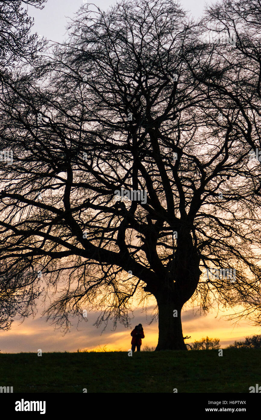 A single figure by a bare-branched oak tree silhouetted against the ...