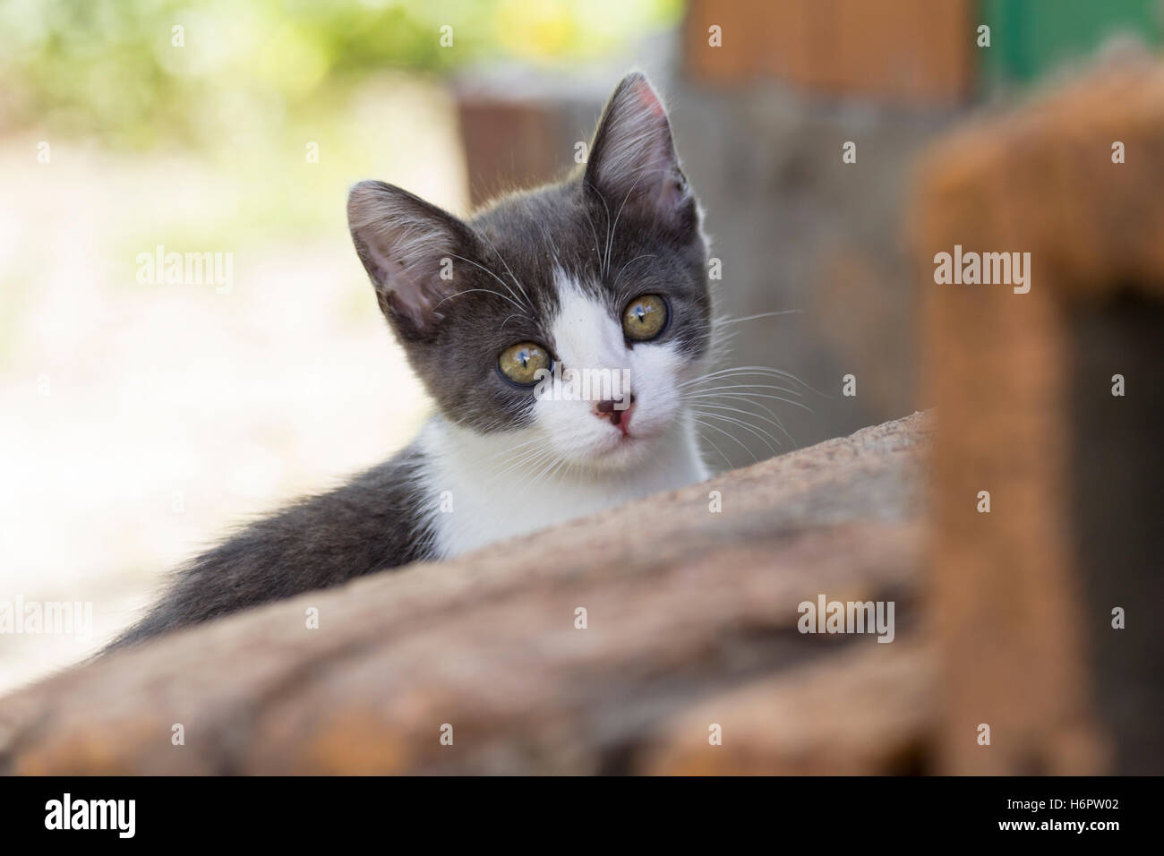 Kitten on street hi-res stock photography and images - Alamy