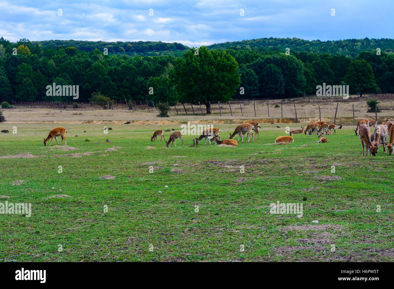 Deer - large animals with an elegant body and slender, shapely legs ...