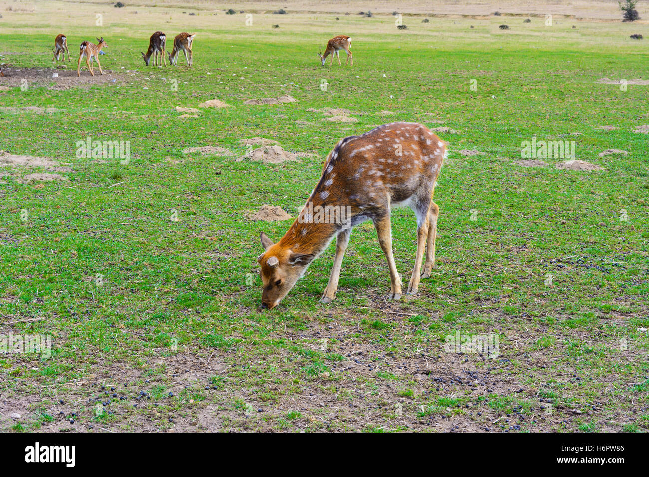 Deer - large animals with an elegant body and slender, shapely legs ...