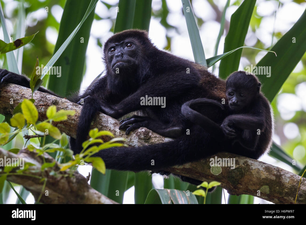 tropical scene with young howler monkey family up a tree in the Nicoya ...