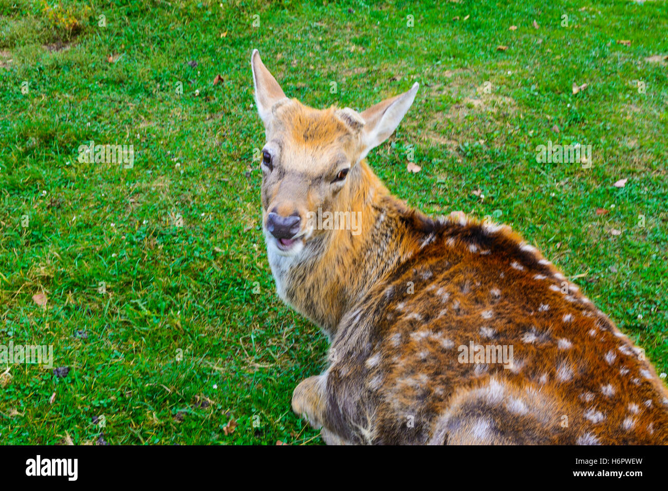 Deer - large animals with an elegant body and slender, shapely legs ...