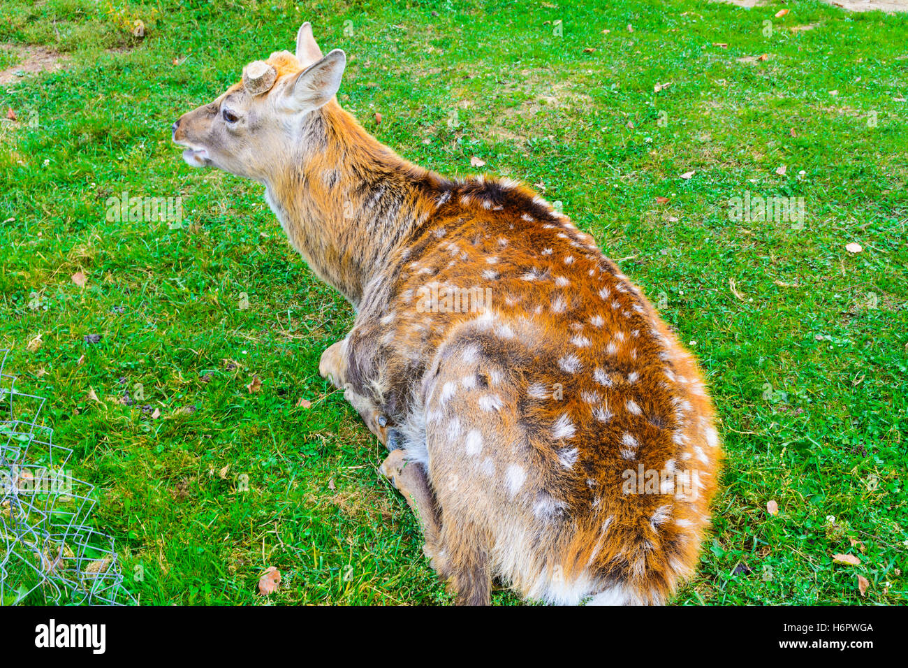 Deer - large animals with an elegant body and slender, shapely legs ...