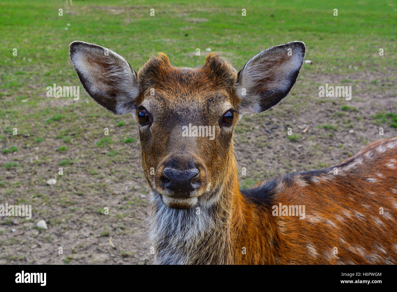 Deer - large animals with an elegant body and slender, shapely legs ...