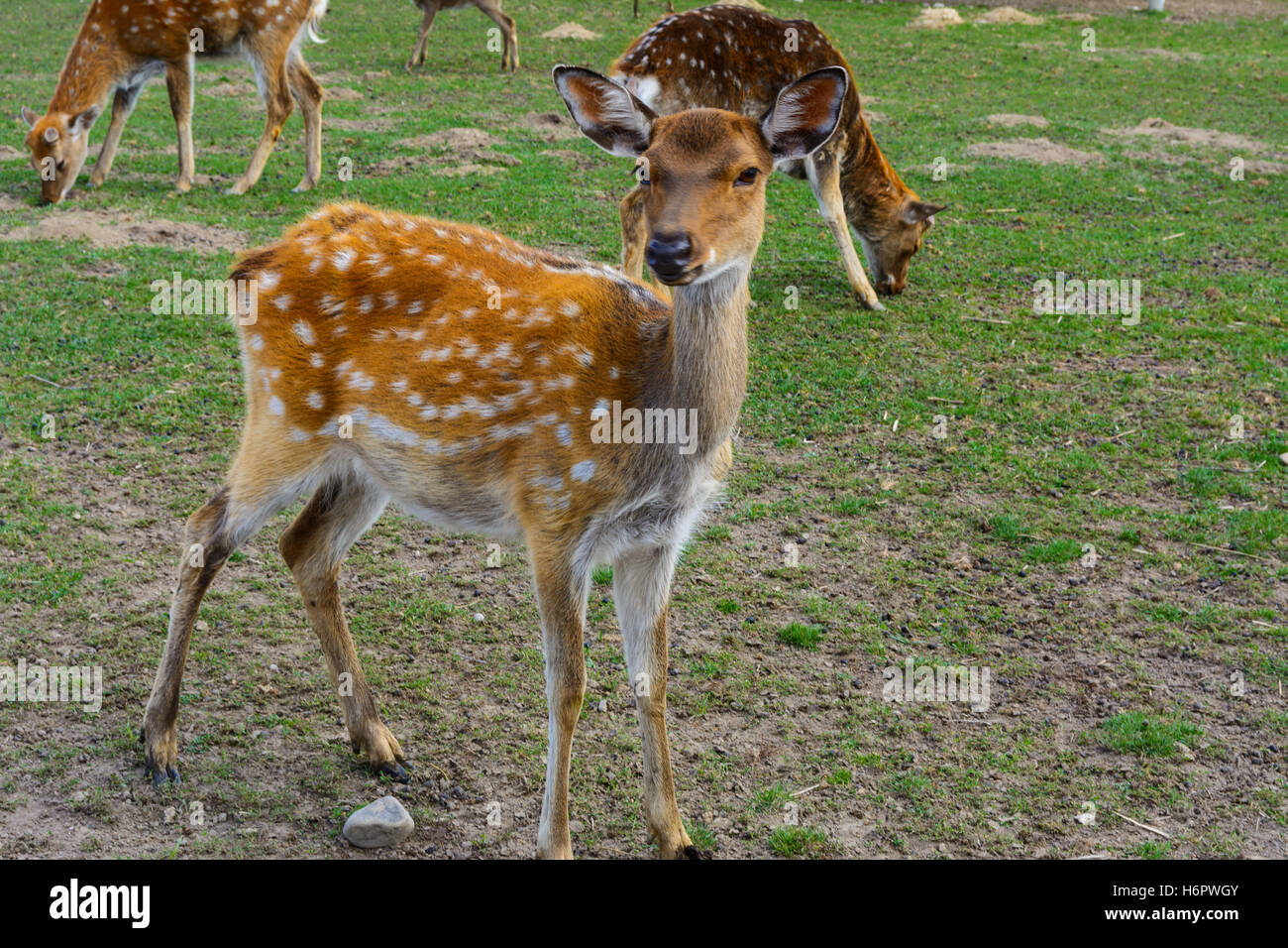 Deer - large animals with an elegant body and slender, shapely legs ...