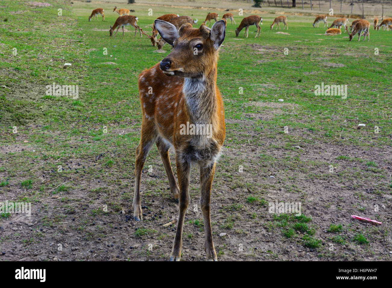 Deer - large animals with an elegant body and slender, shapely legs ...