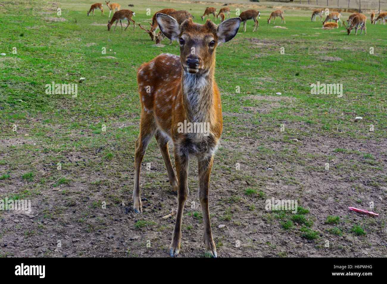 Deer - large animals with an elegant body and slender, shapely legs ...
