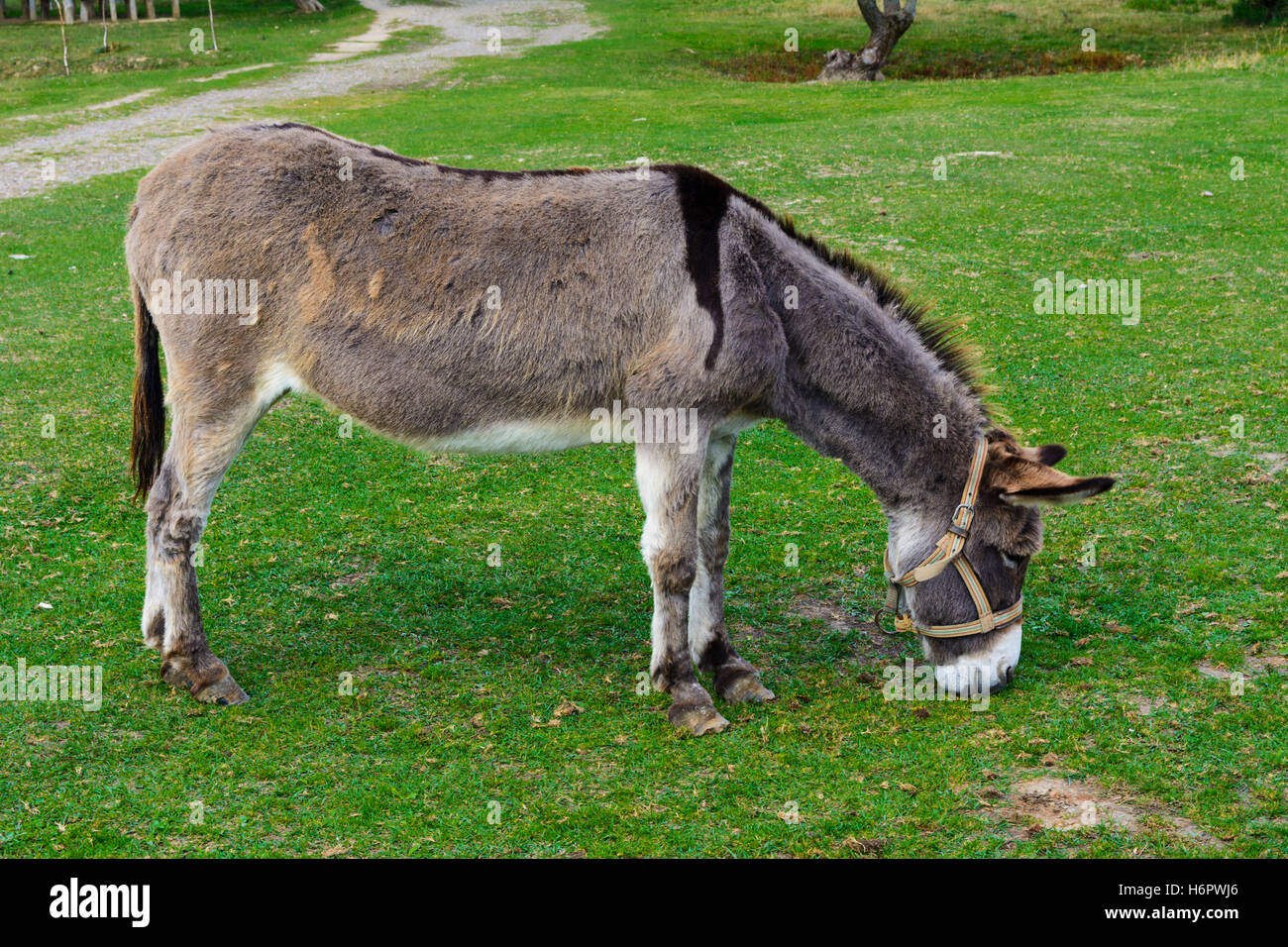 Donkey - plain, unassuming and very stubborn animals Stock Photo - Alamy