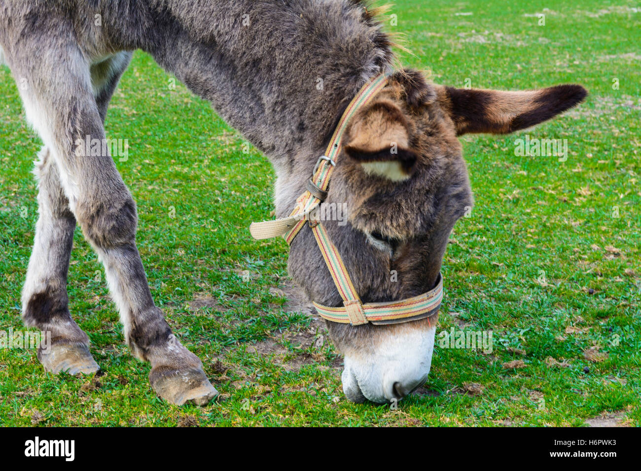 Donkey - plain, unassuming and very stubborn animals Stock Photo - Alamy