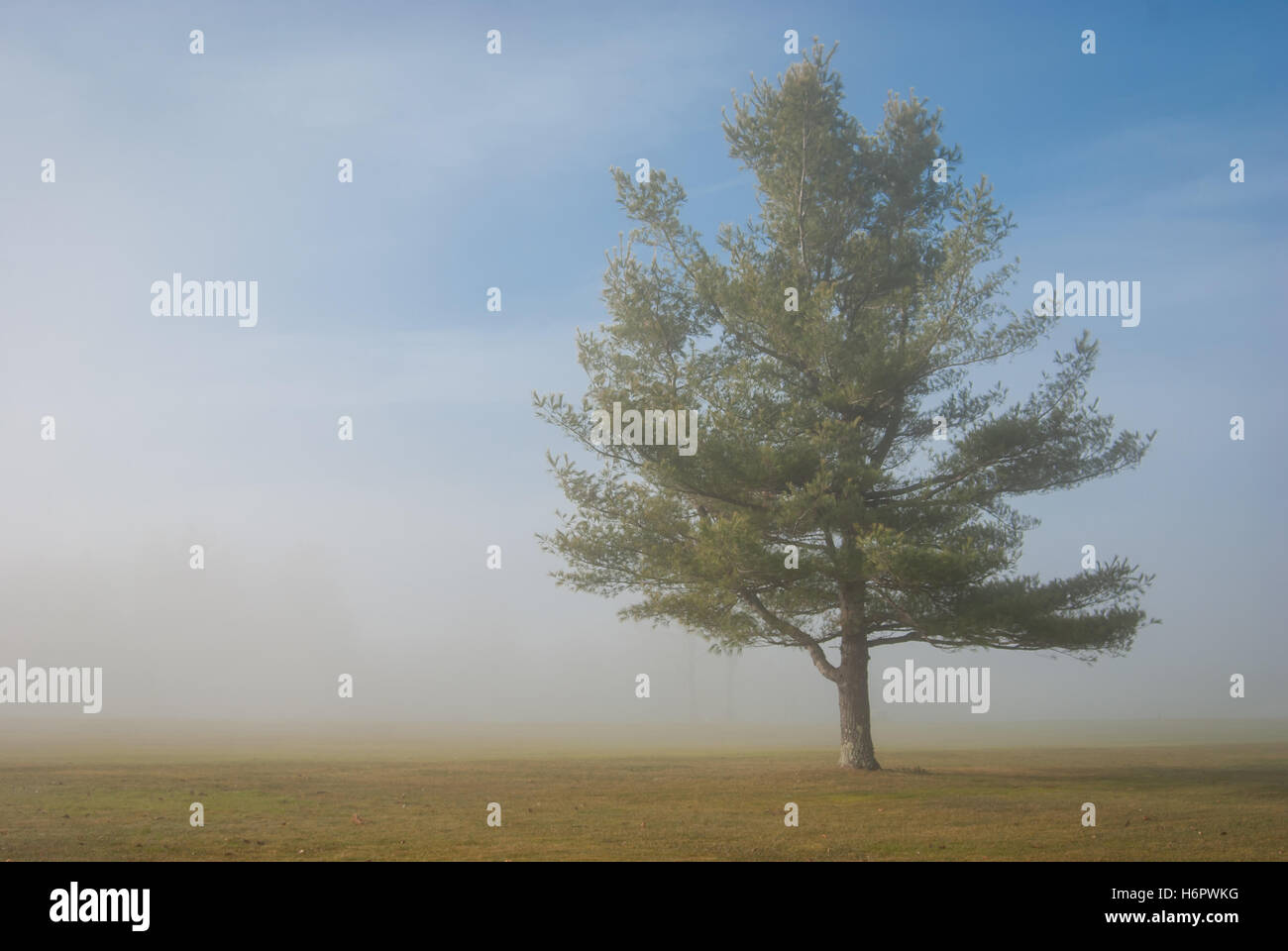 Mist field tree hi-res stock photography and images - Alamy