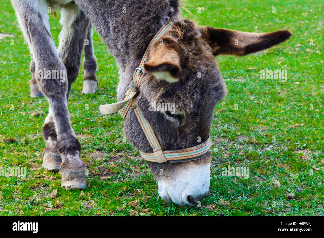 Donkey - plain, unassuming and very stubborn animals Stock Photo - Alamy