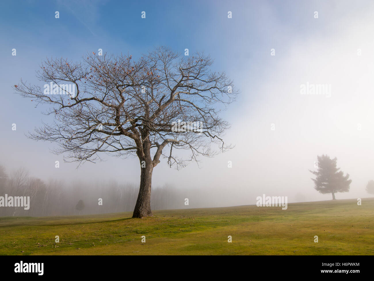 Agriculture large field early hi-res stock photography and images - Alamy