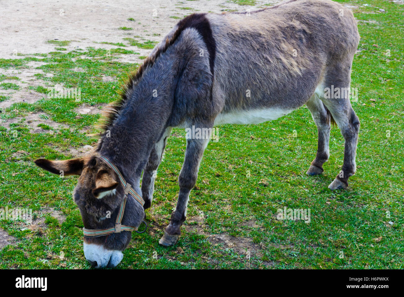 Donkey - plain, unassuming and very stubborn animals Stock Photo - Alamy