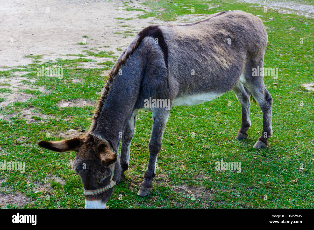 Donkey - plain, unassuming and very stubborn animals Stock Photo - Alamy