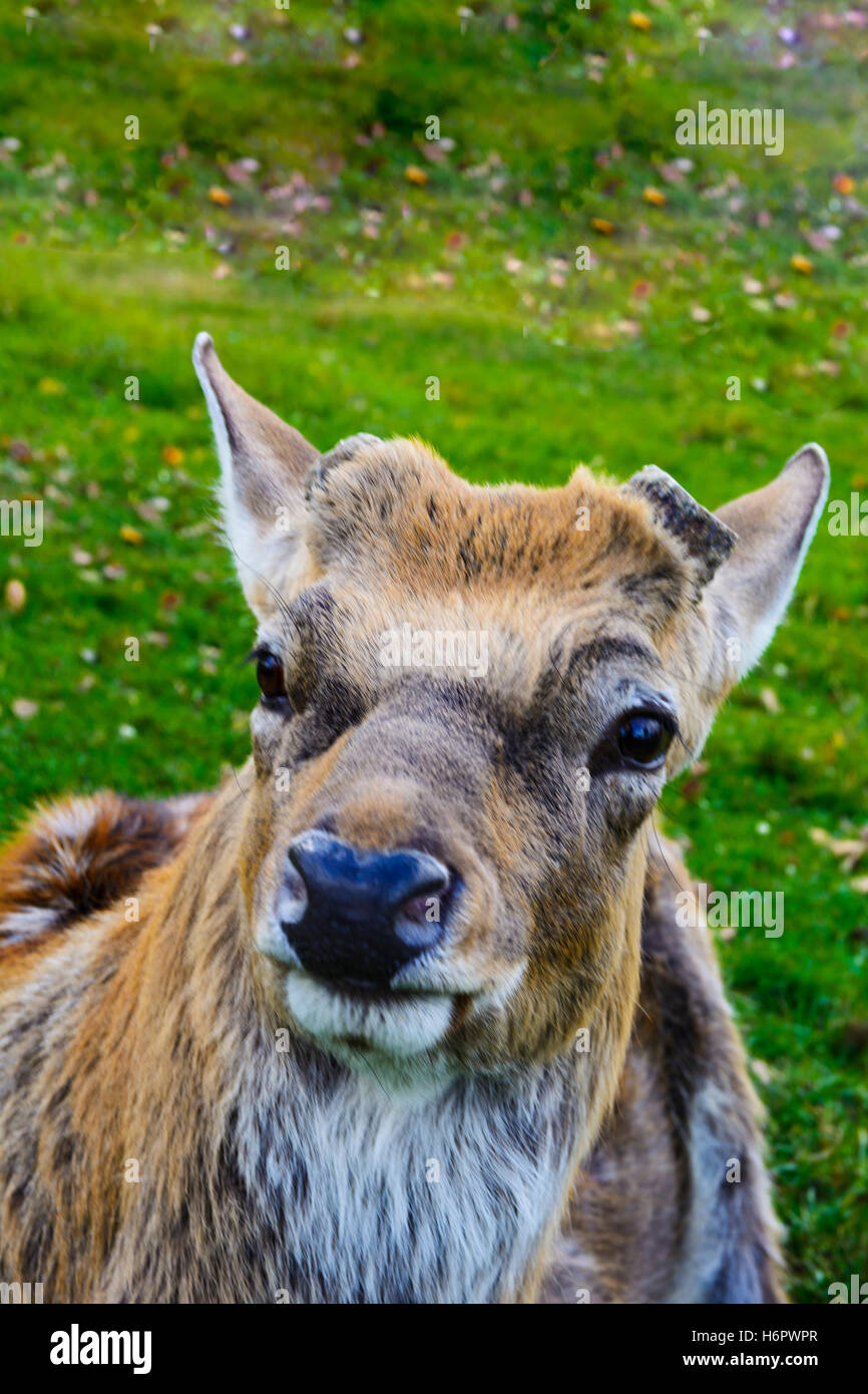 Deer - large animals with an elegant body and slender, shapely legs ...