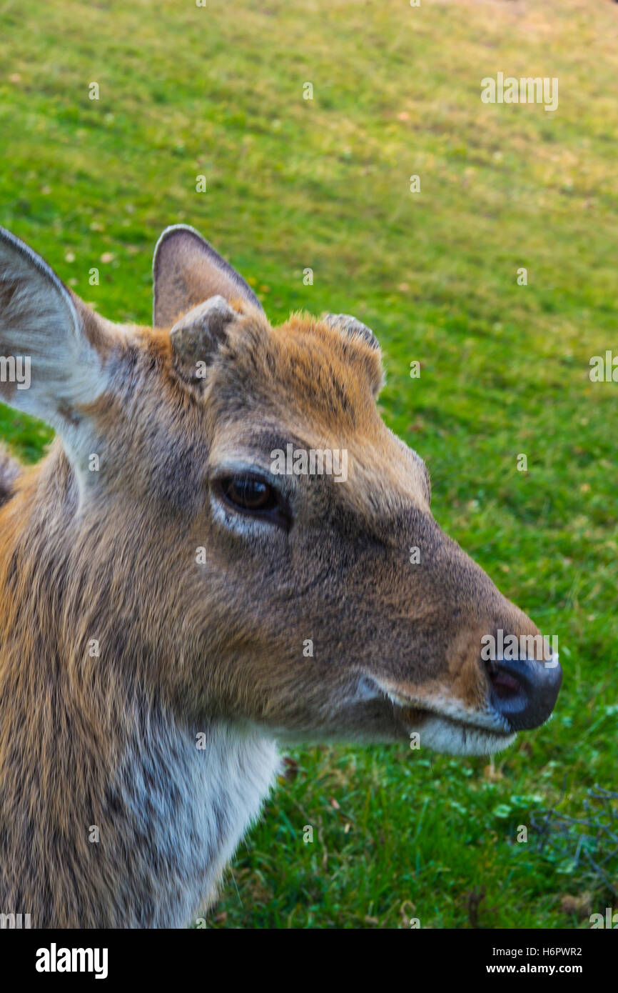 Deer - large animals with an elegant body and slender, shapely legs ...
