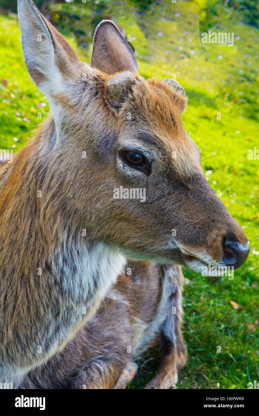 Deer - large animals with an elegant body and slender, shapely legs ...