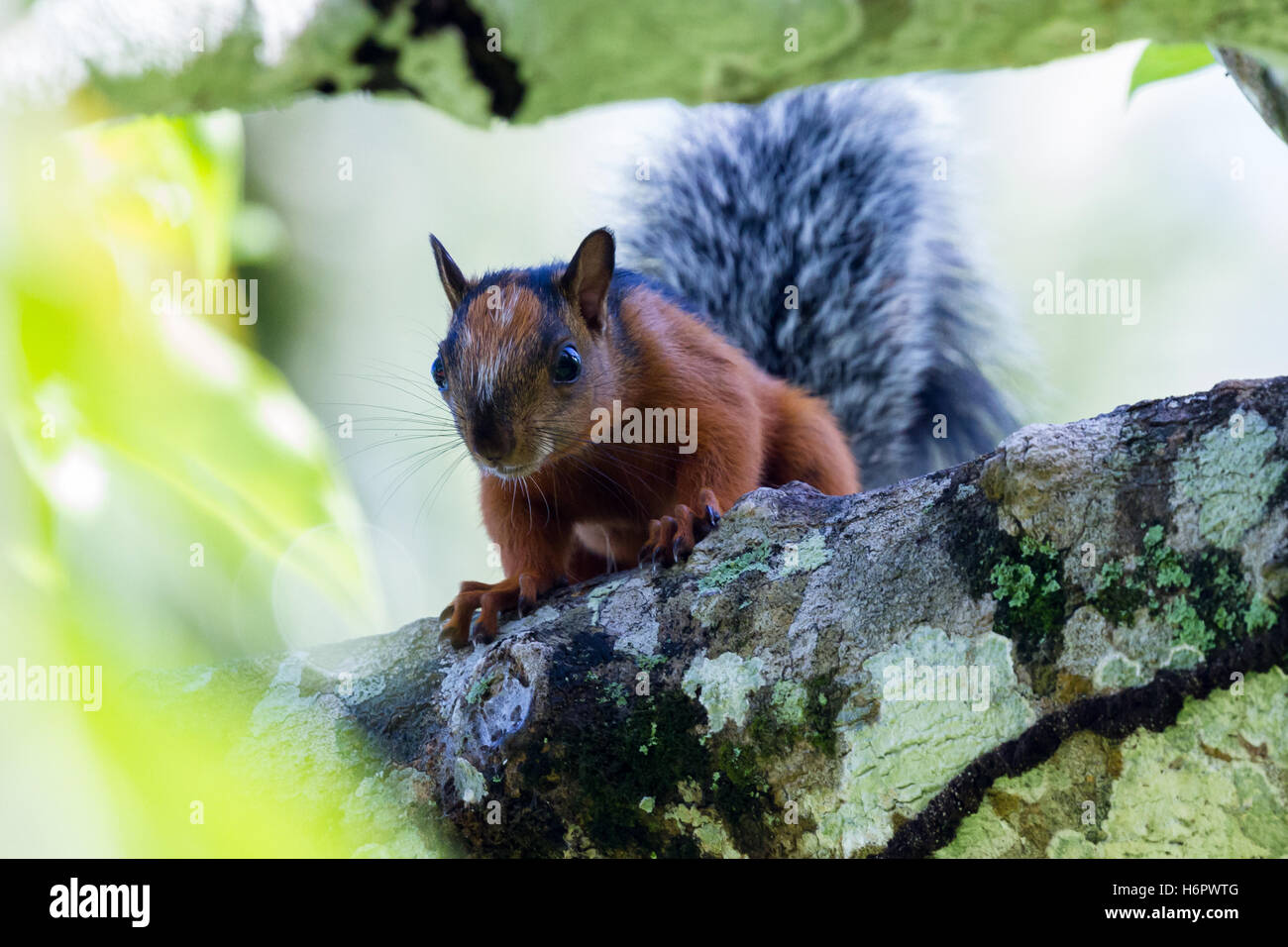 tropical red squirrel with a dark stripe on his back and a bushy grey ...