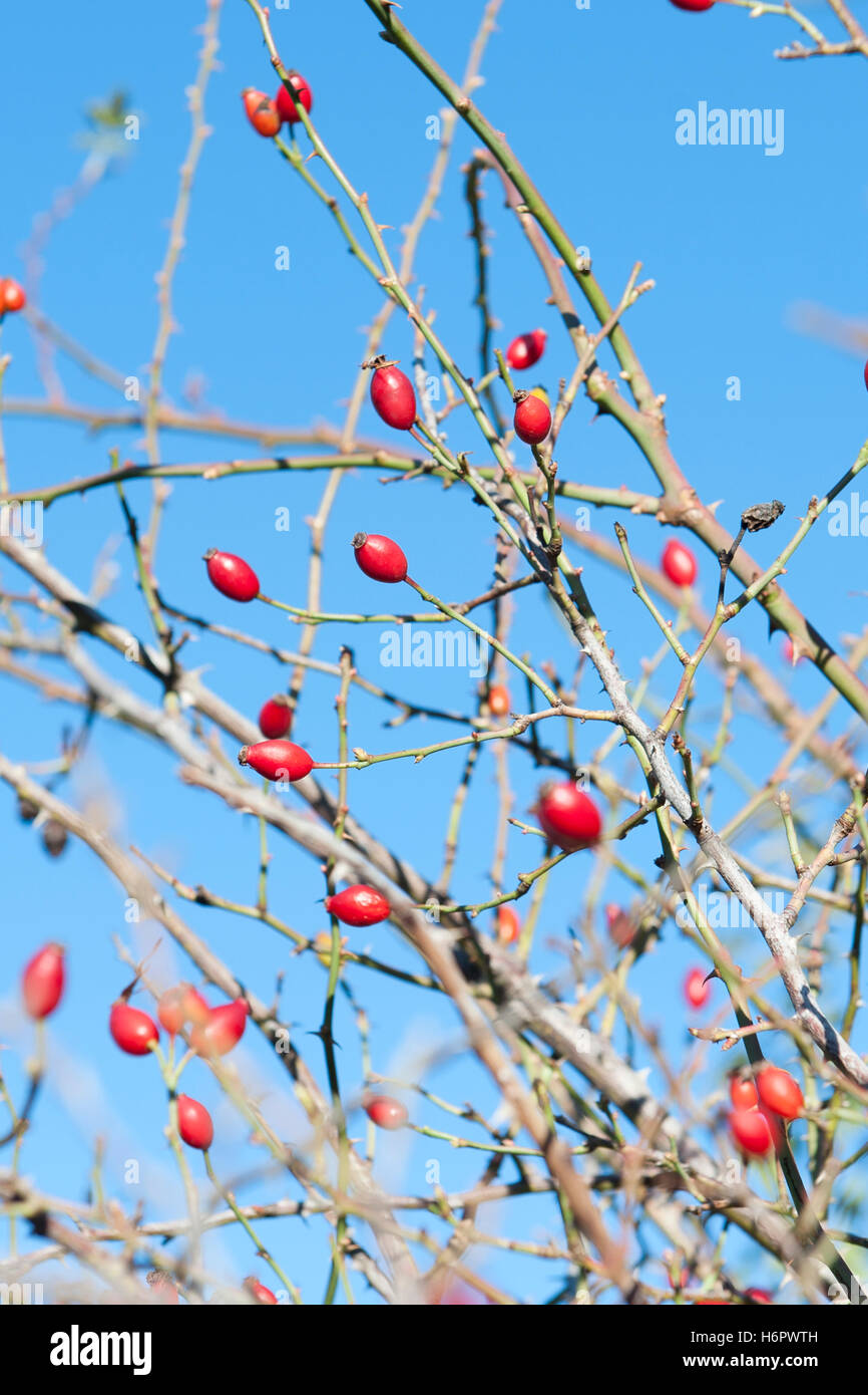Dog wales flag hi-res stock photography and images - Alamy